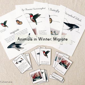 Animals in Winter: Hibernate, Migrate, Adapt | Unit Study | Montessori ...