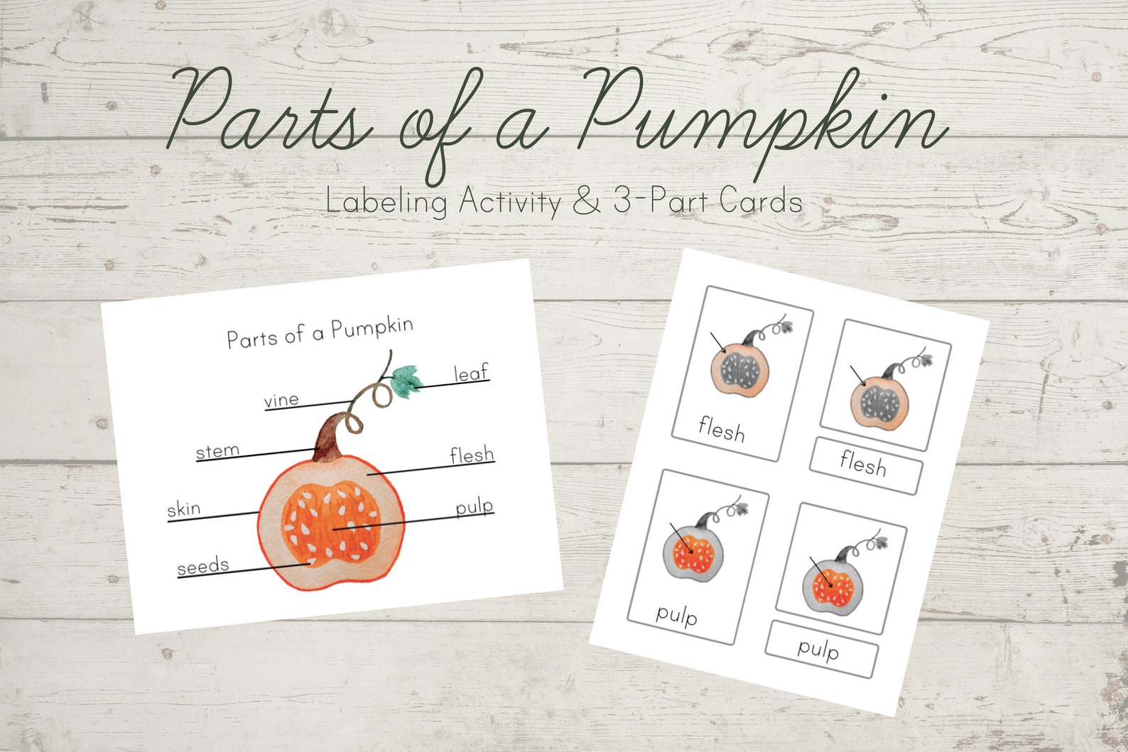 Parts of a Pumpkin Labeling Activity & 3 Part Cards Printable PDF - Etsy