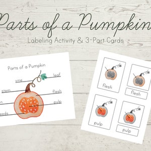 Parts of a Pumpkin Labeling Activity & 3 Part Cards Printable PDF - Etsy