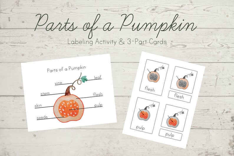 Parts of a Pumpkin Labeling Activity & 3 Part Cards Printable PDF - Etsy