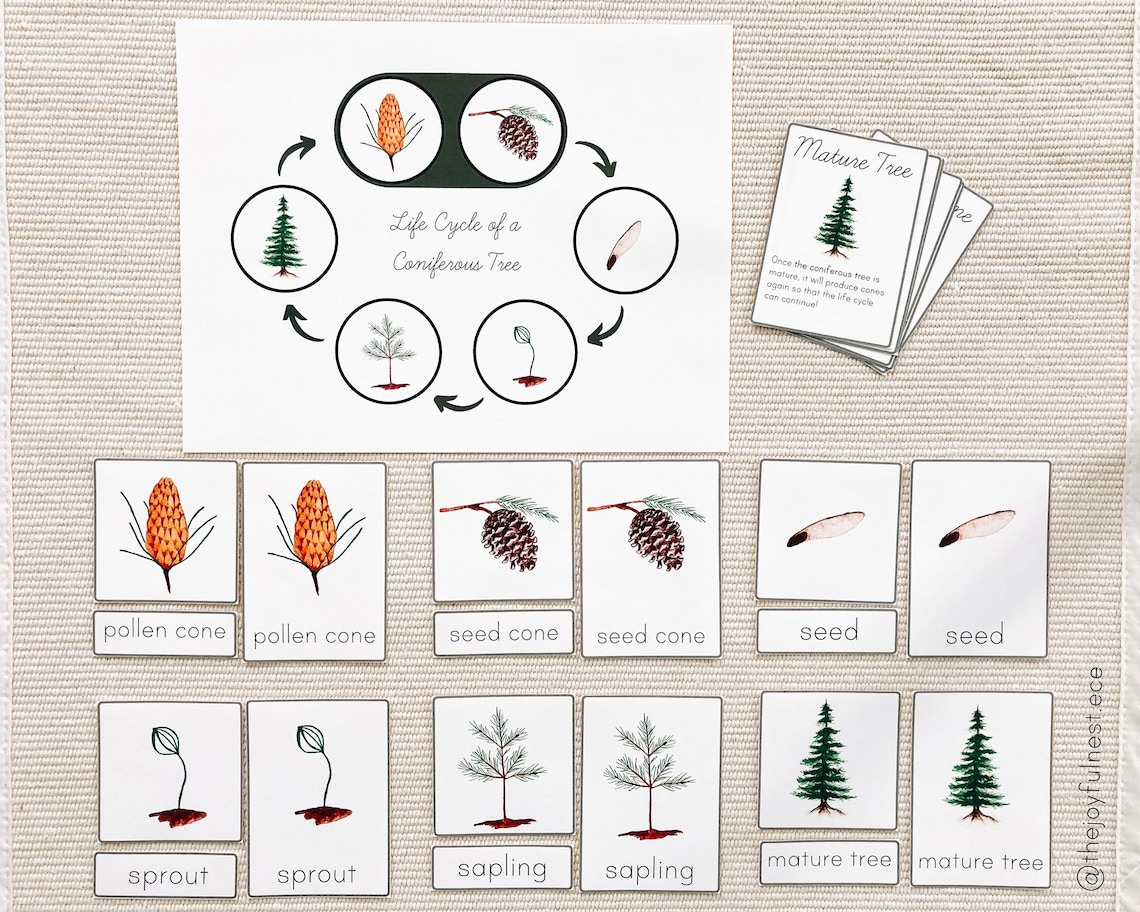 Life Cycle of a Conifer - Etsy