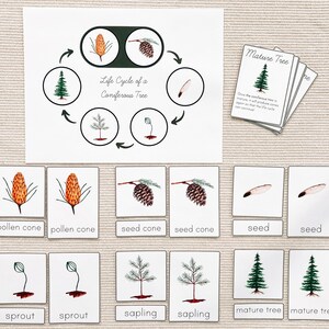 Life Cycle of a Conifer - Etsy