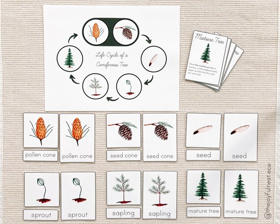 Life Cycle Of A Conifer Plant