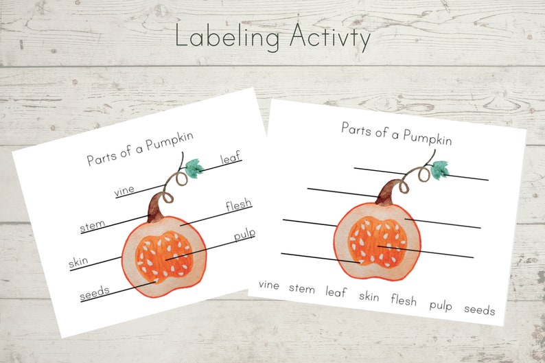 Parts of a Pumpkin Labeling Activity & 3 Part Cards Printable PDF - Etsy