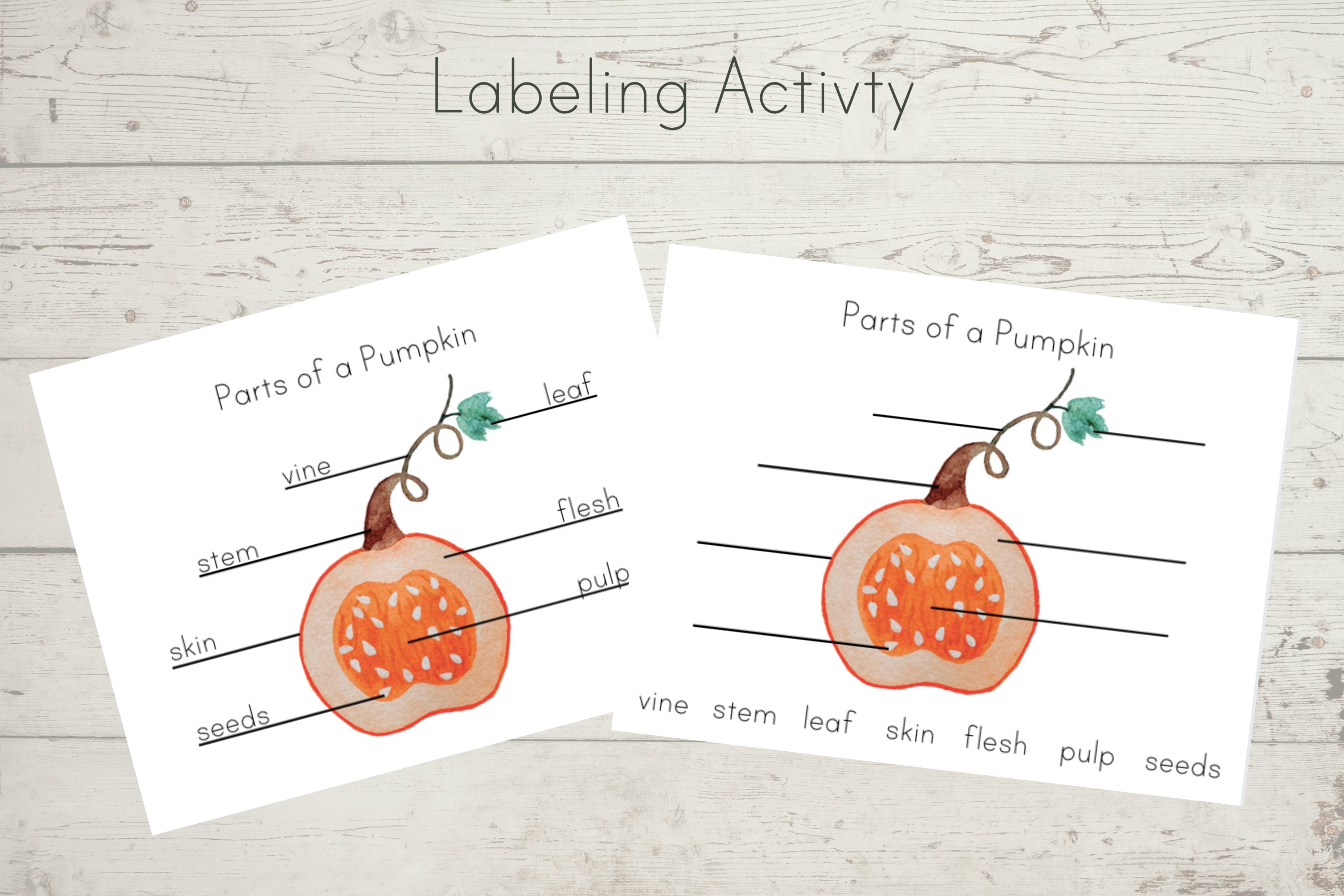 Parts of a Pumpkin Labeling Activity & 3 Part Cards Printable PDF - Etsy