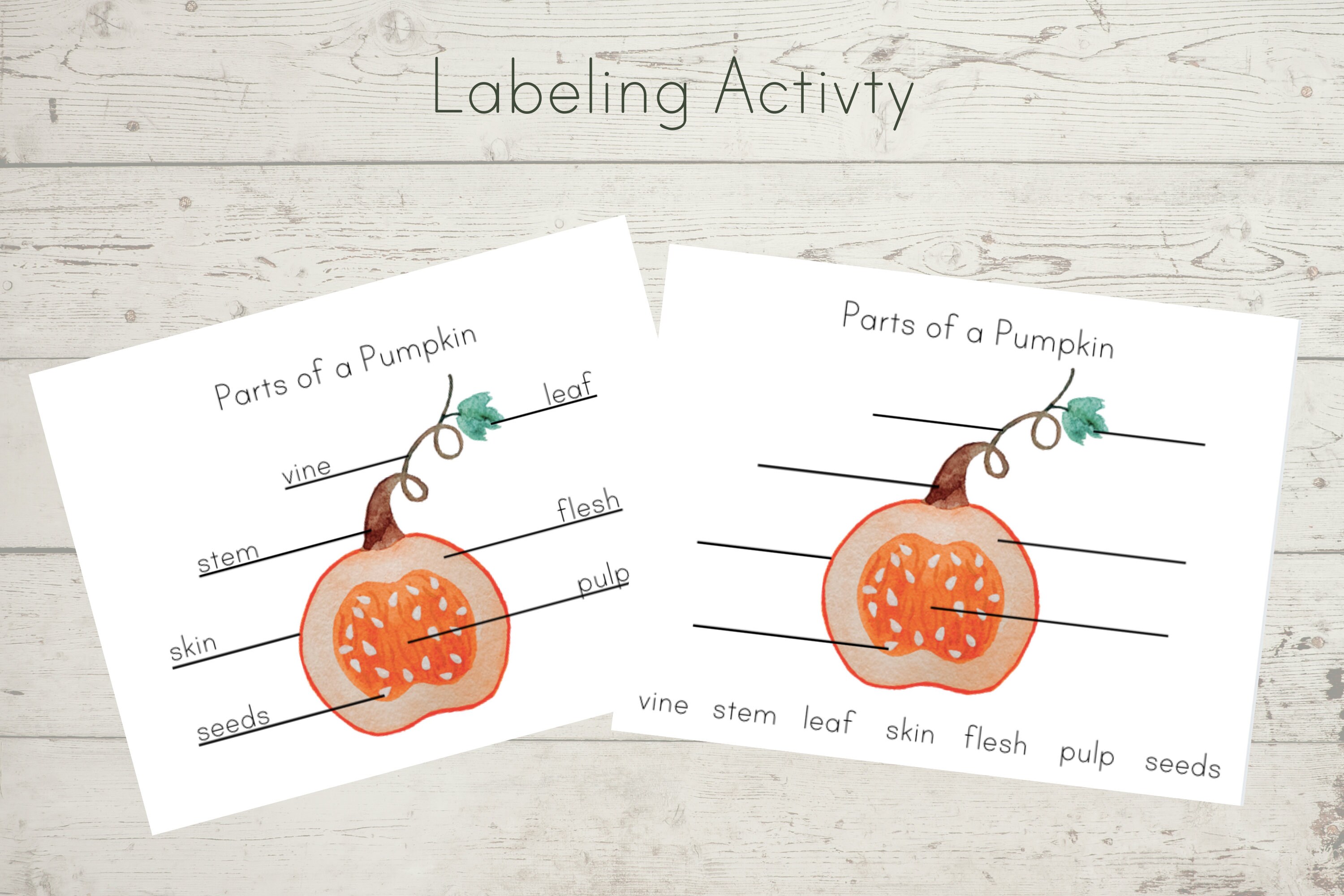 Pumpkin Unit Bundle: Life Cycle, Anatomy, Counting Cards, Songs, and ...