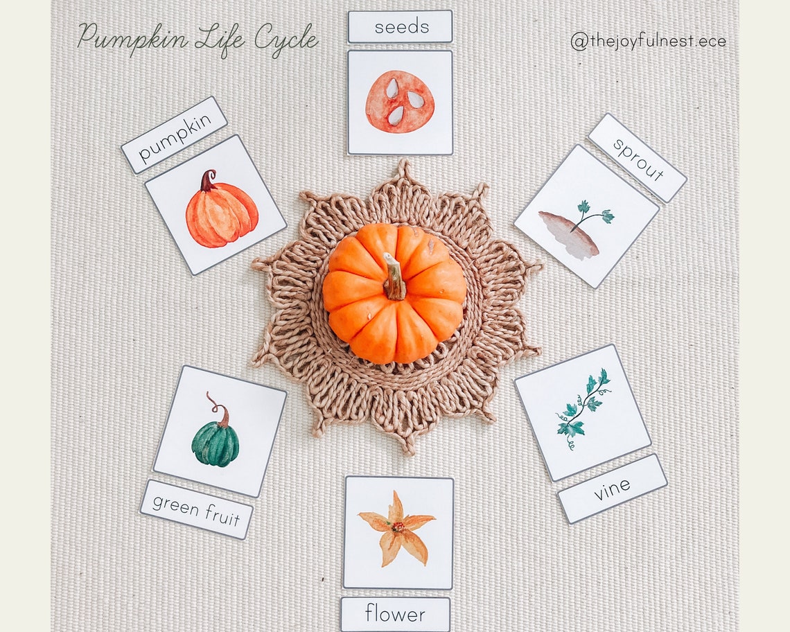 Pumpkin Life Cycle Matching Activity & 3-part Cards Printable PDF - Etsy