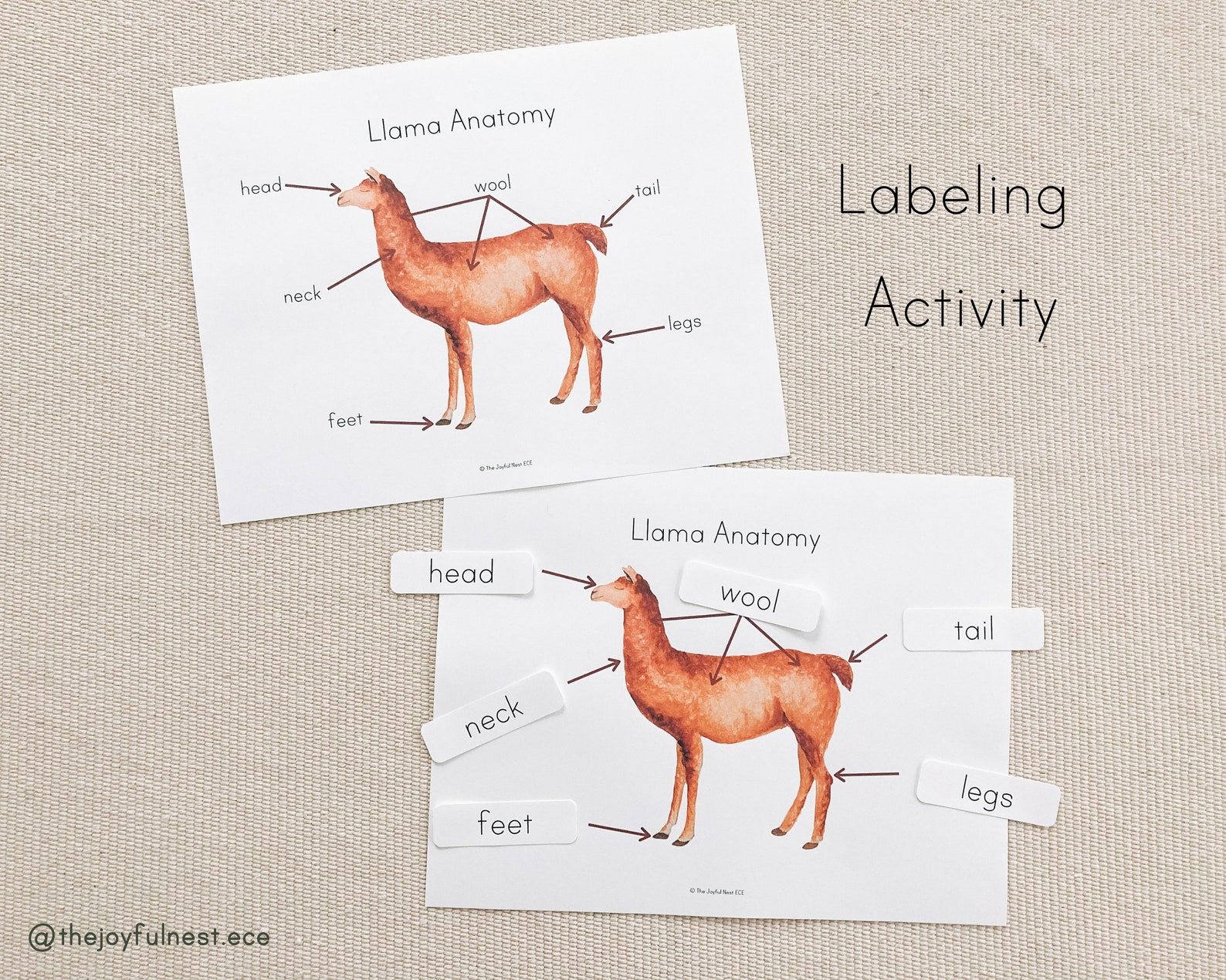 Llama Study Bundle Life Cycle of a Llama & Llama Anatomy Montessori PDF ...