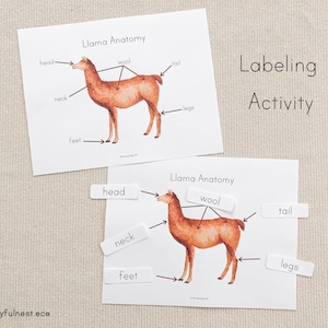 Llama Study Bundle | Life Cycle of a Llama & Llama Anatomy | Montessori ...