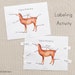 Llama Study Bundle Life Cycle of a Llama & Llama Anatomy Montessori PDF ...