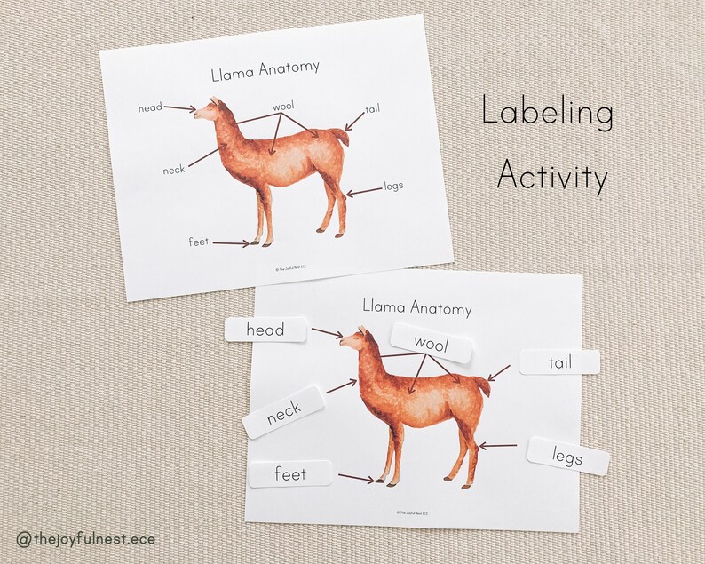 Llama Study Bundle Life Cycle of a Llama & Llama Anatomy Montessori PDF ...