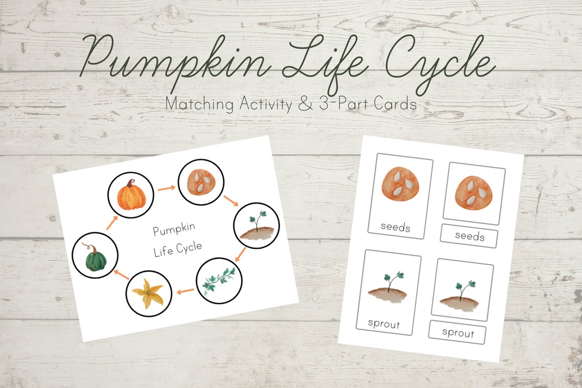 Pumpkin Life Cycle Matching Activity & 3-part Cards Printable PDF - Etsy