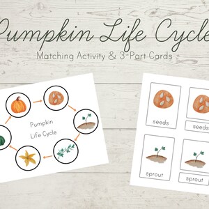 Pumpkin Life Cycle Matching Activity & 3-part Cards Printable PDF - Etsy