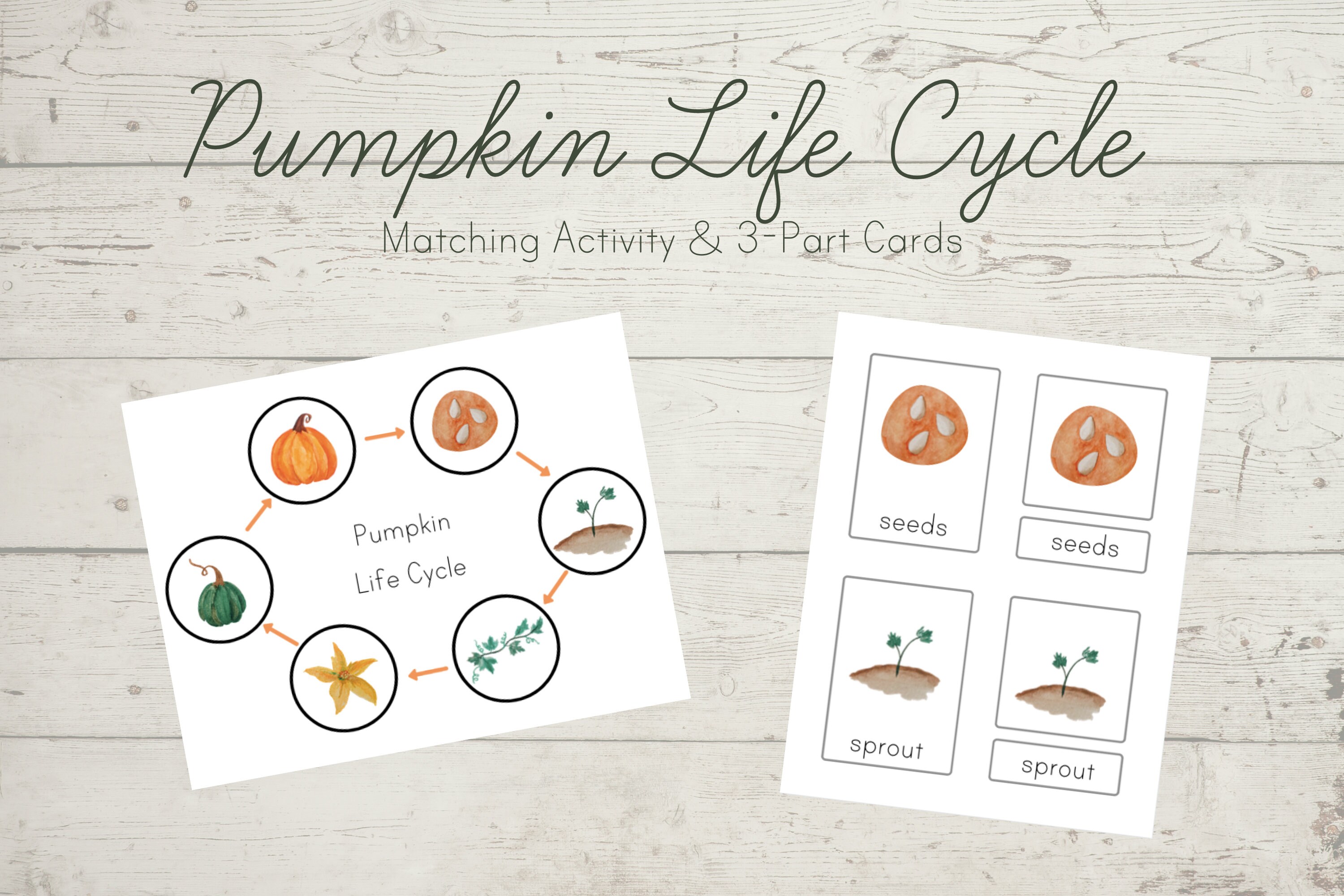 Pumpkin Life Cycle Matching Activity & 3-part Cards Printable PDF - Etsy