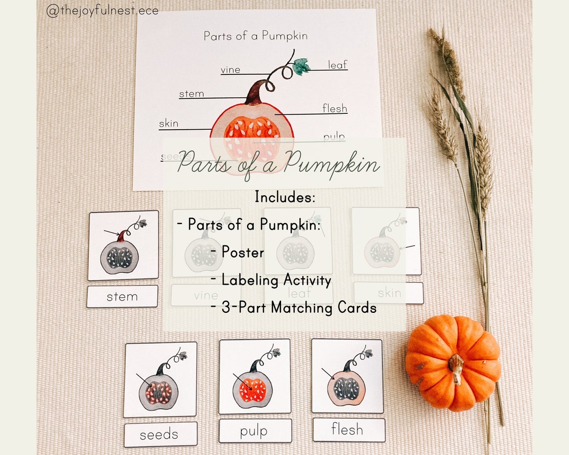 Parts of a Pumpkin Labeling Activity & 3 Part Cards Printable PDF - Etsy