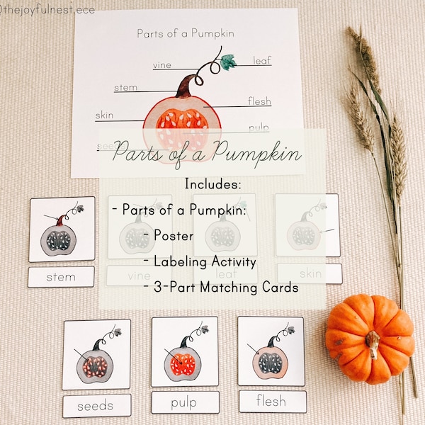 Parts of a Pumpkin 3 Part Cards - Etsy