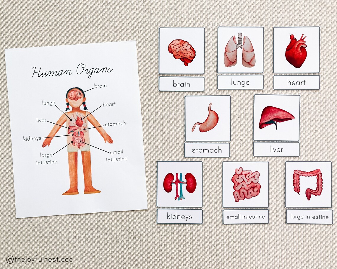 Human Anatomy & Organs Montessori 3 Part Cards and Labeling - Etsy
