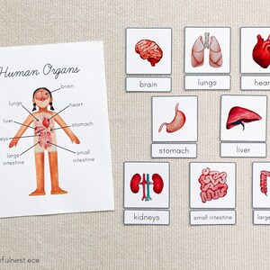 Human Anatomy & Organs | Montessori 3 Part Cards and Labeling Activity ...