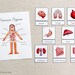 Human Anatomy & Organs Montessori 3 Part Cards and Labeling Activity ...
