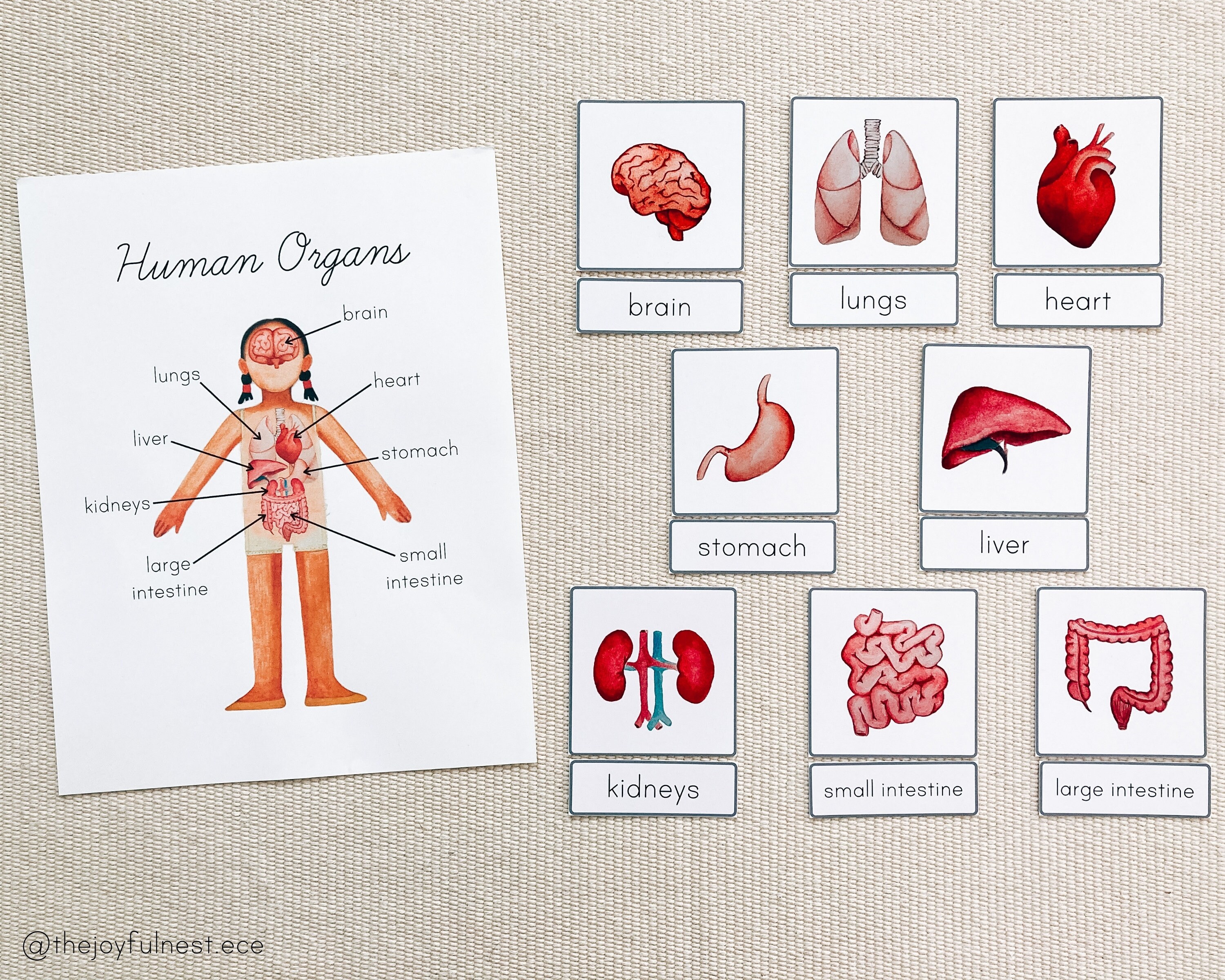 Human Anatomy & Organs Montessori 3 Part Cards and Labeling Activity ...