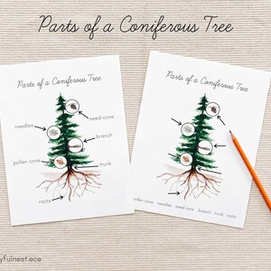 Conifer Tree Unit Study Bundle: Life Cycle, Parts of a Tree, Number ...