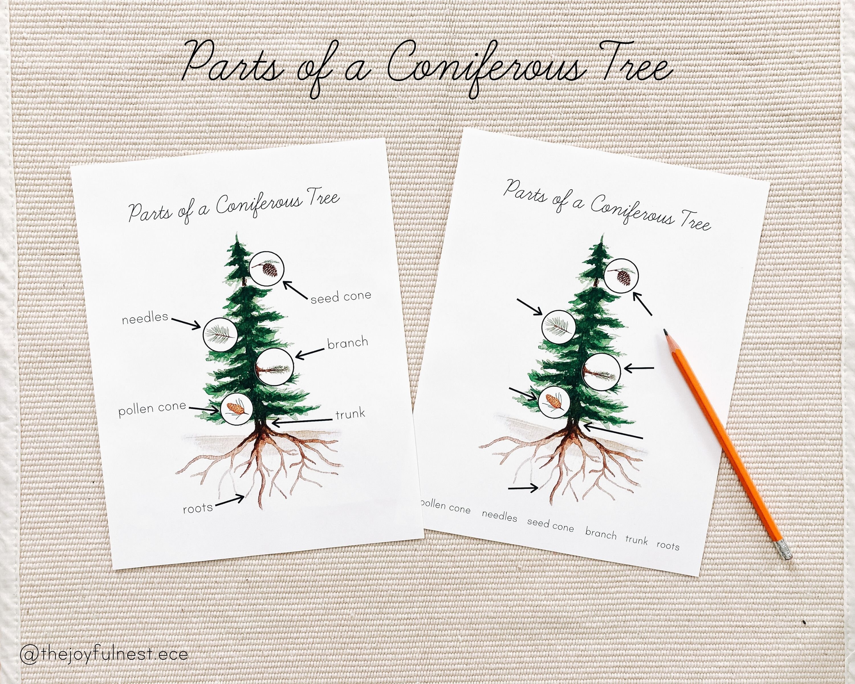 Conifer Tree Unit Study Bundle: Life Cycle, Parts of a Tree, Number ...