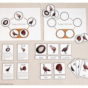 Turkey Unit Study Bundle: Anatomy, Life Cycle, Counting, Alphabet Cards ...