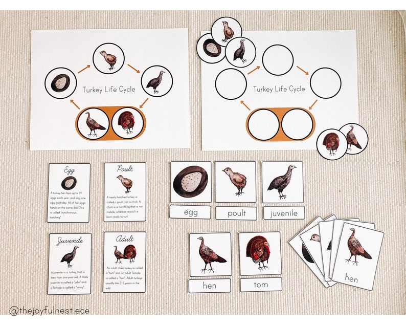 Turkey Unit Study Bundle: Anatomy, Life Cycle, Counting, Alphabet Cards ...
