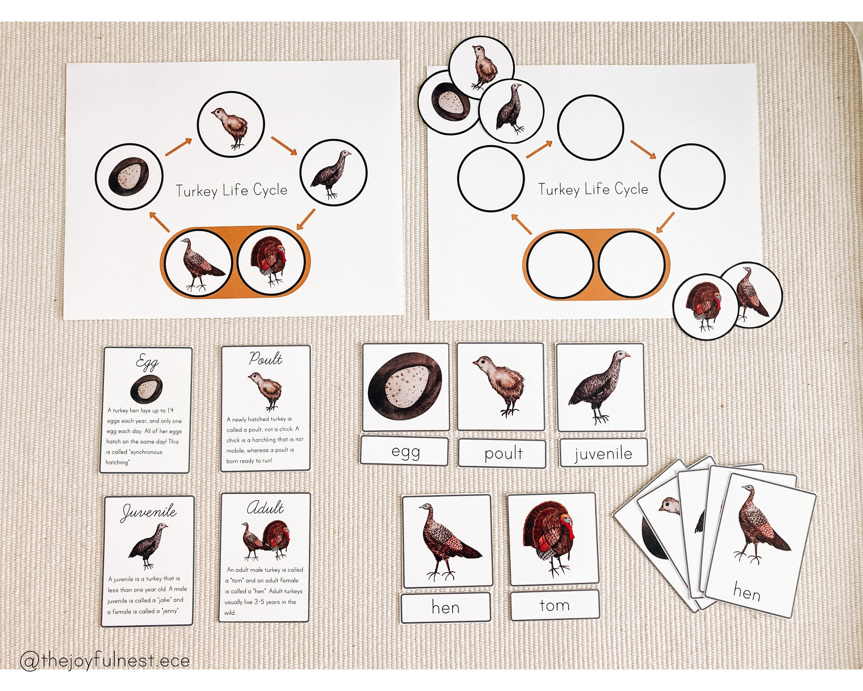 Turkey Unit Study Bundle: Anatomy, Life Cycle, Counting, Alphabet Cards ...