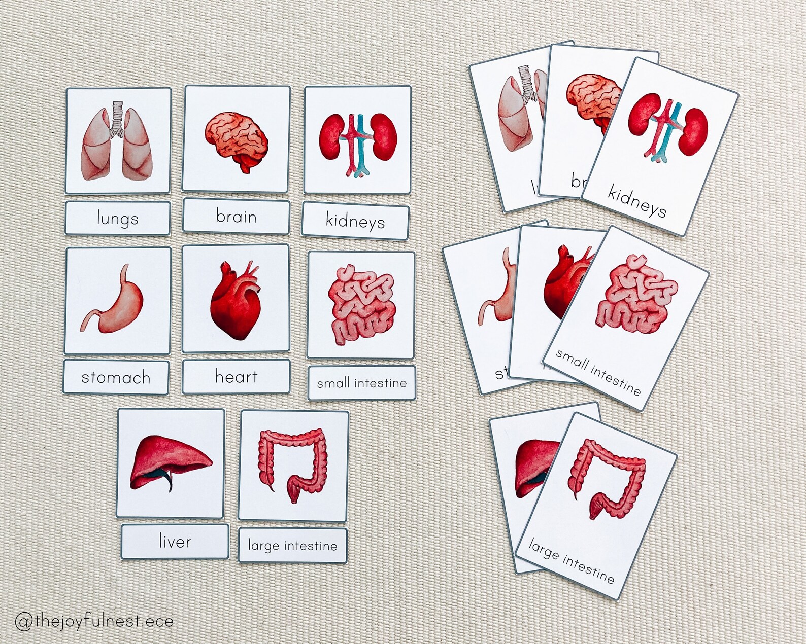 Human Anatomy & Organs Montessori 3 Part Cards and Labeling Activity ...