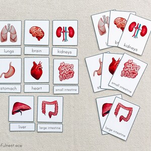Human Anatomy & Organs | Montessori 3 Part Cards and Labeling Activity ...