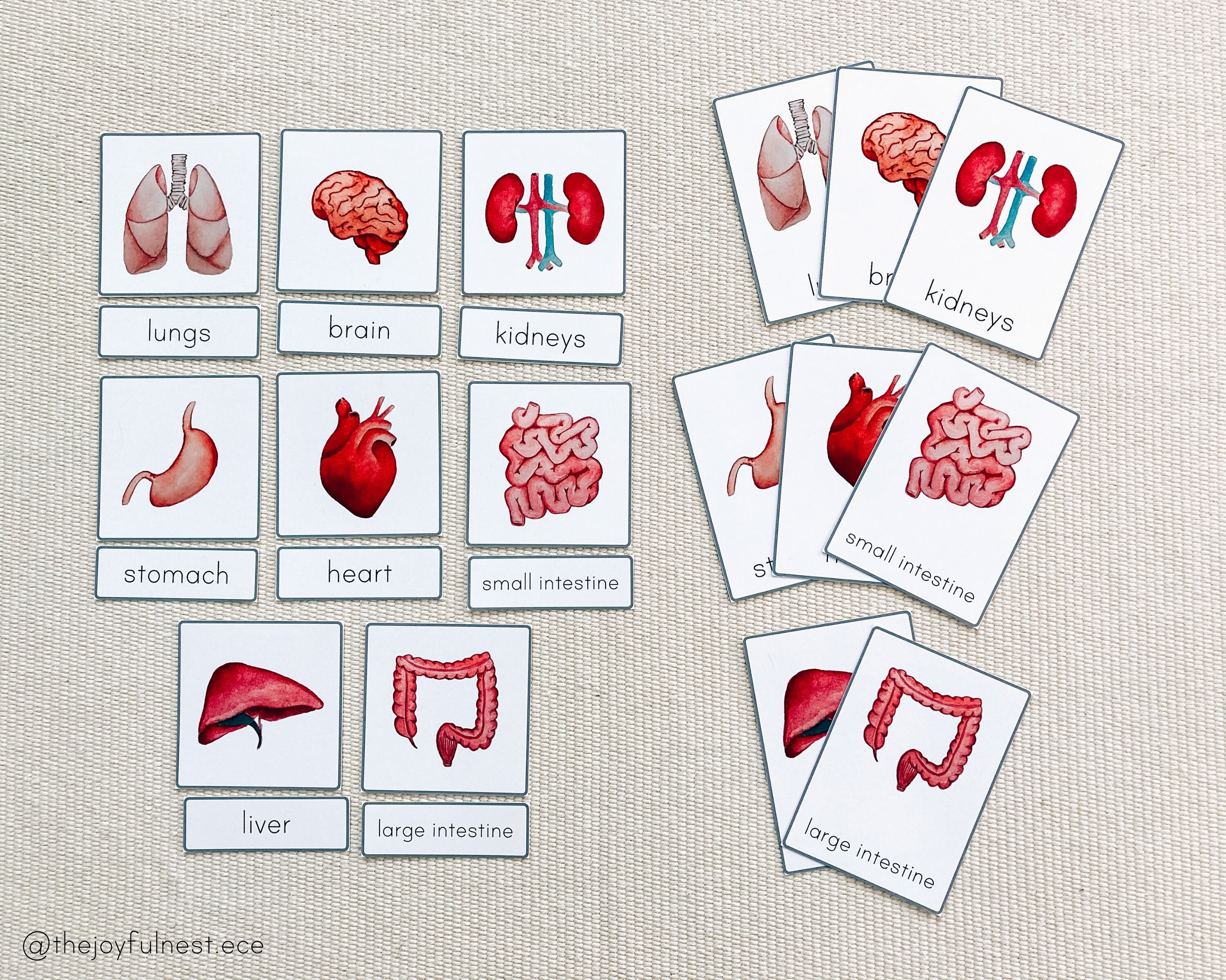 Human Anatomy & Organs Montessori 3 Part Cards and Labeling Activity ...