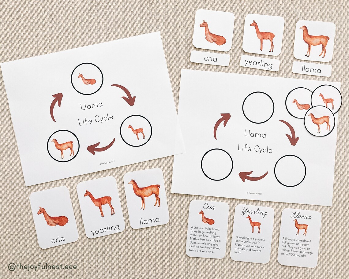 Llama Study Bundle Life Cycle of a Llama & Llama Anatomy Montessori PDF ...