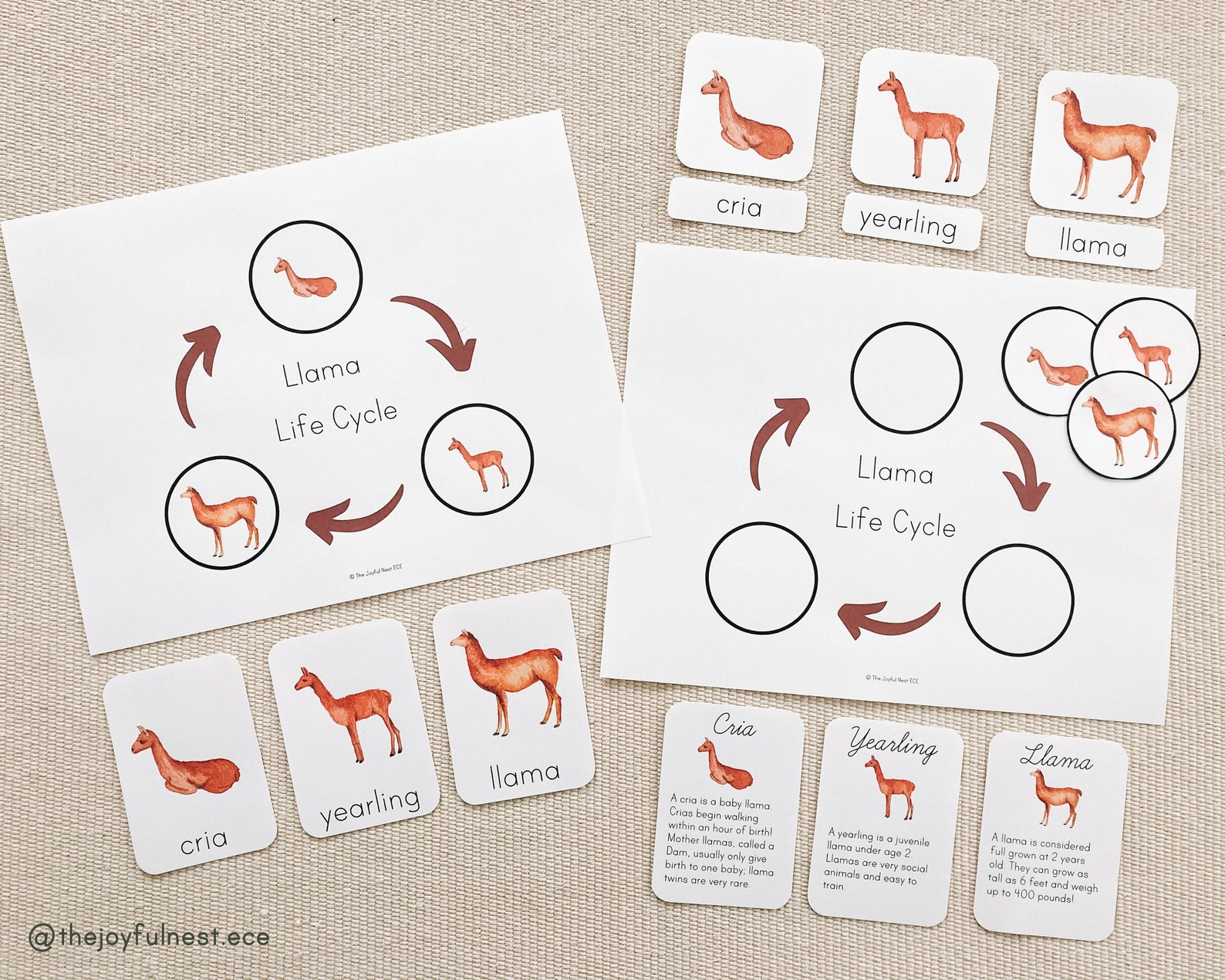 Llama Study Bundle | Life Cycle of a Llama & Llama Anatomy | Montessori ...