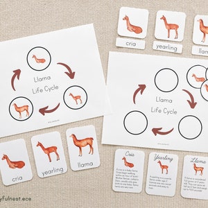 Llama Study Bundle | Life Cycle of a Llama & Llama Anatomy | Montessori ...