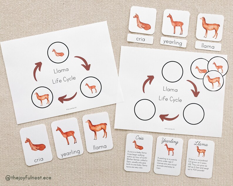 Llama Study Bundle | Life Cycle of a Llama & Llama Anatomy | Montessori ...