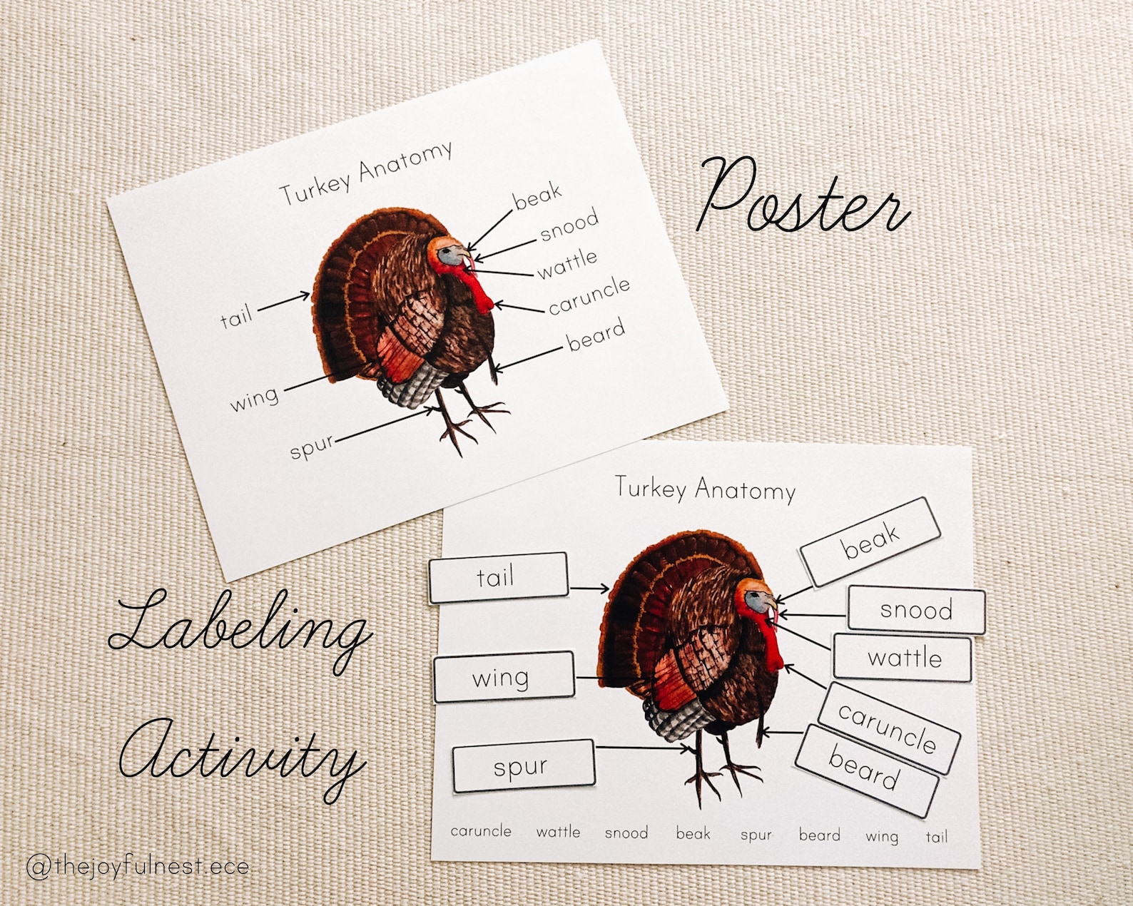 Turkey Anatomy Study | Parts of a Turkey | Poster, Labeling Activity, 3 ...