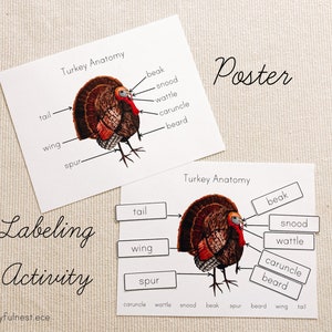 Turkey Anatomy Study | Parts of a Turkey | Poster, Labeling Activity, 3 ...