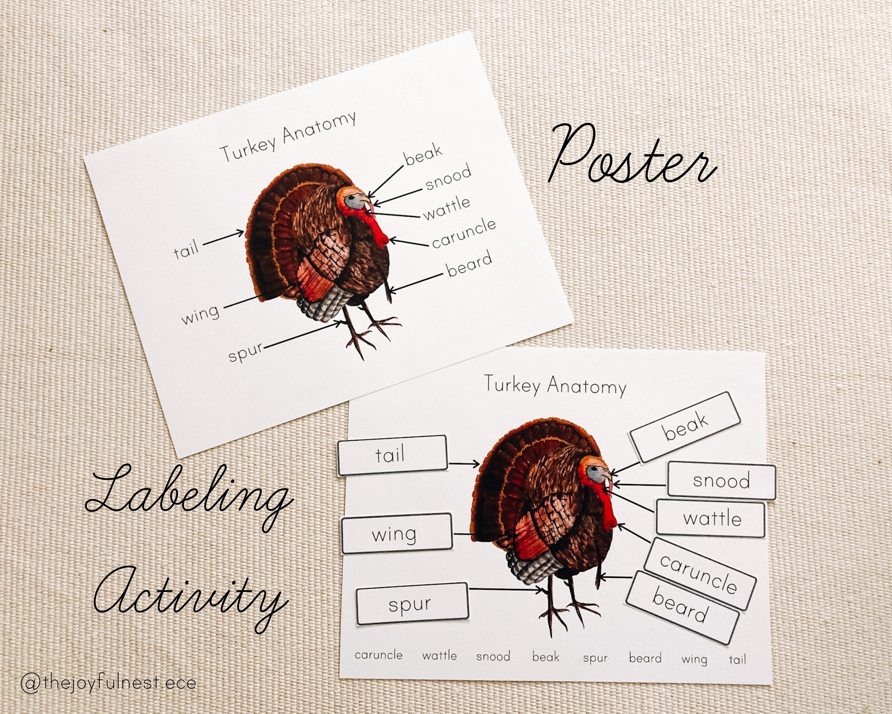 Turkey Anatomy Study | Parts of a Turkey | Poster, Labeling Activity, 3 ...
