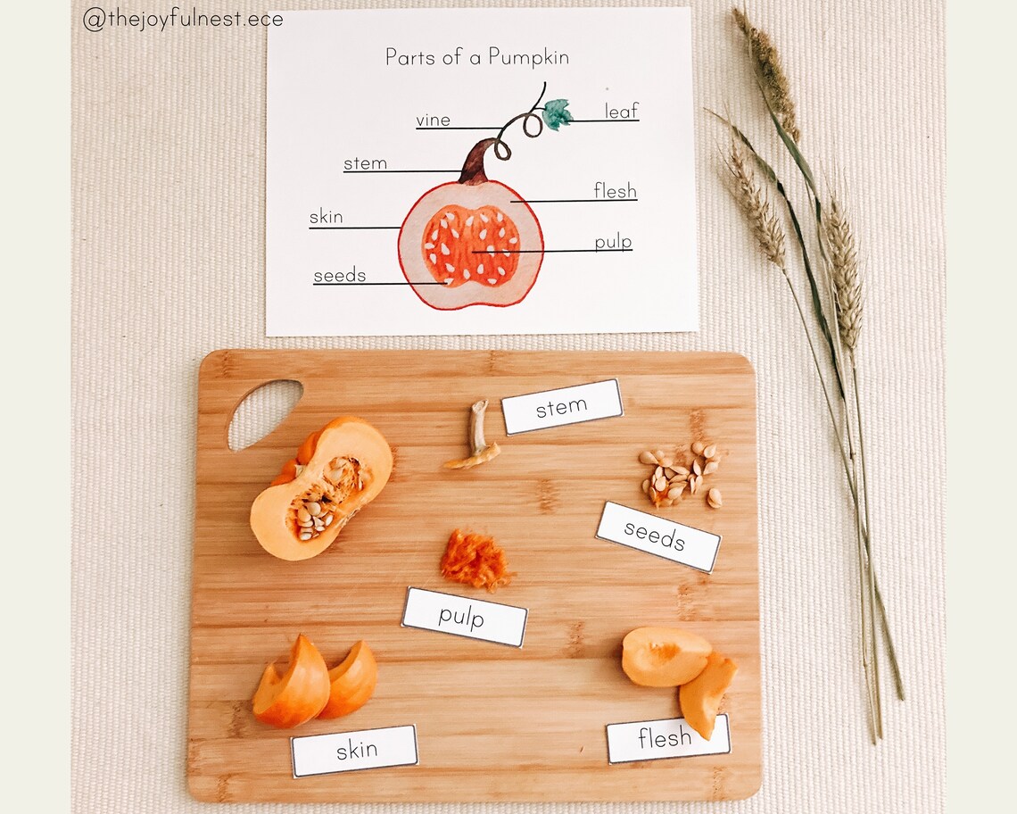 Parts of a Pumpkin Labeling Activity & 3 Part Cards Printable PDF - Etsy