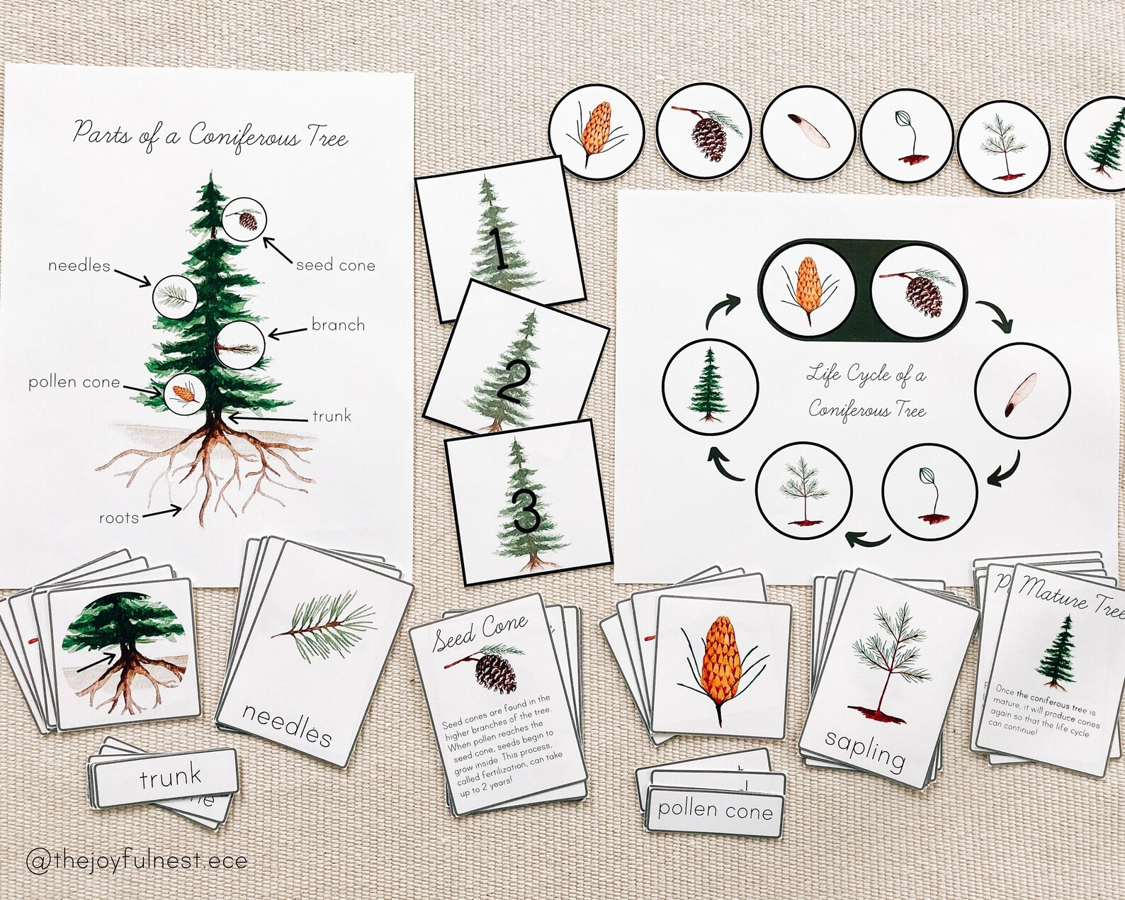 Conifer Tree Unit Study Bundle: Life Cycle, Parts of a Tree, Number ...