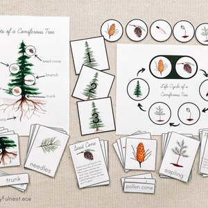 Conifer Tree Unit Study Bundle: Life Cycle, Parts of a Tree, Number ...