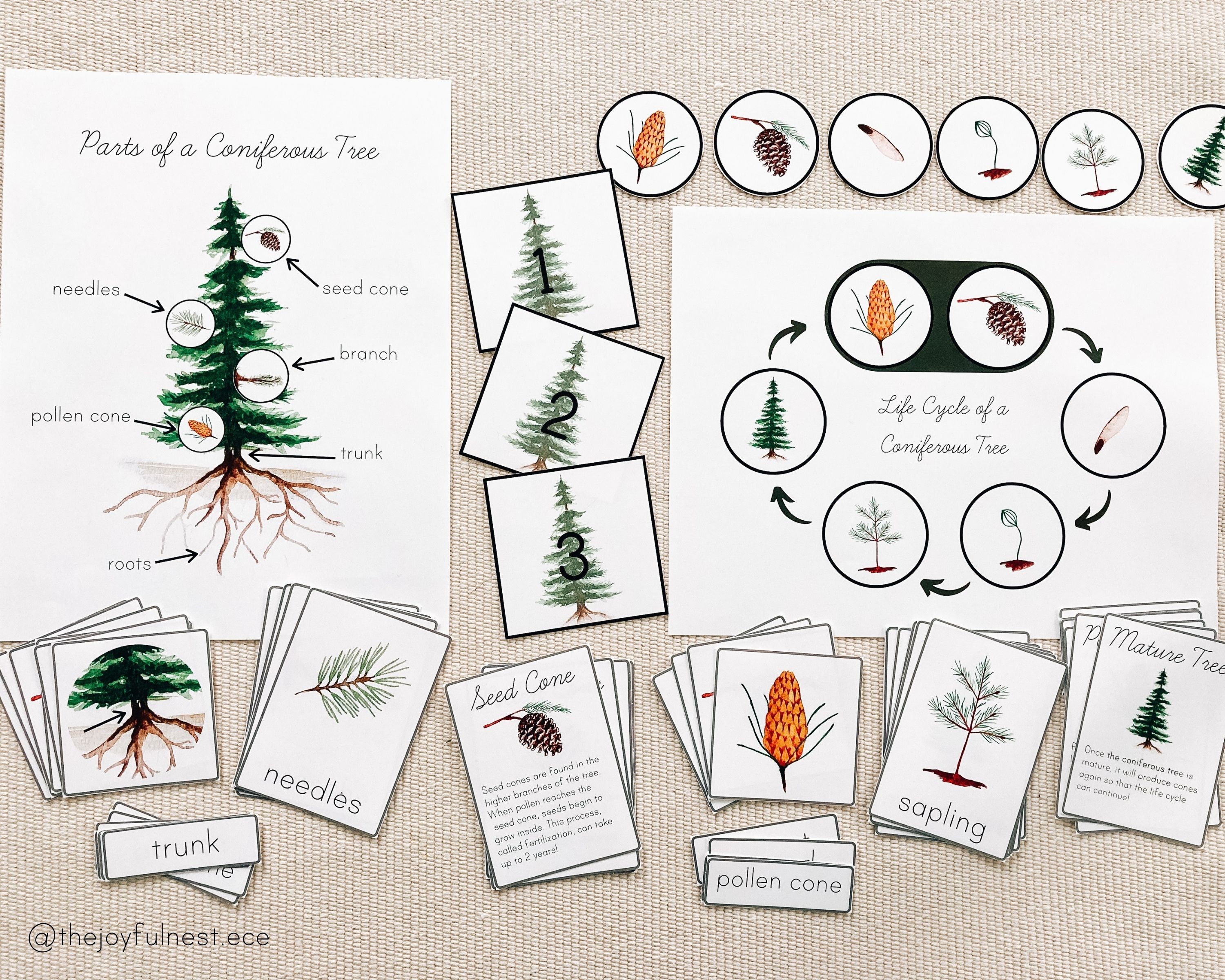 Conifer Tree Unit Study Bundle: Life Cycle, Parts of a Tree, Number ...