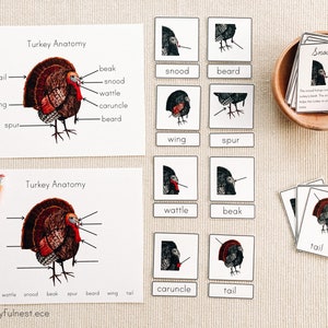 Turkey Unit Study Bundle: Anatomy, Life Cycle, Counting, Alphabet Cards ...