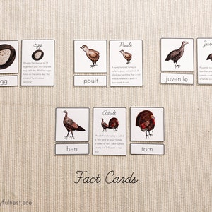 Life Cycle of a Turkey | Poster, Matching Actvitity, Montessori 3 Part ...