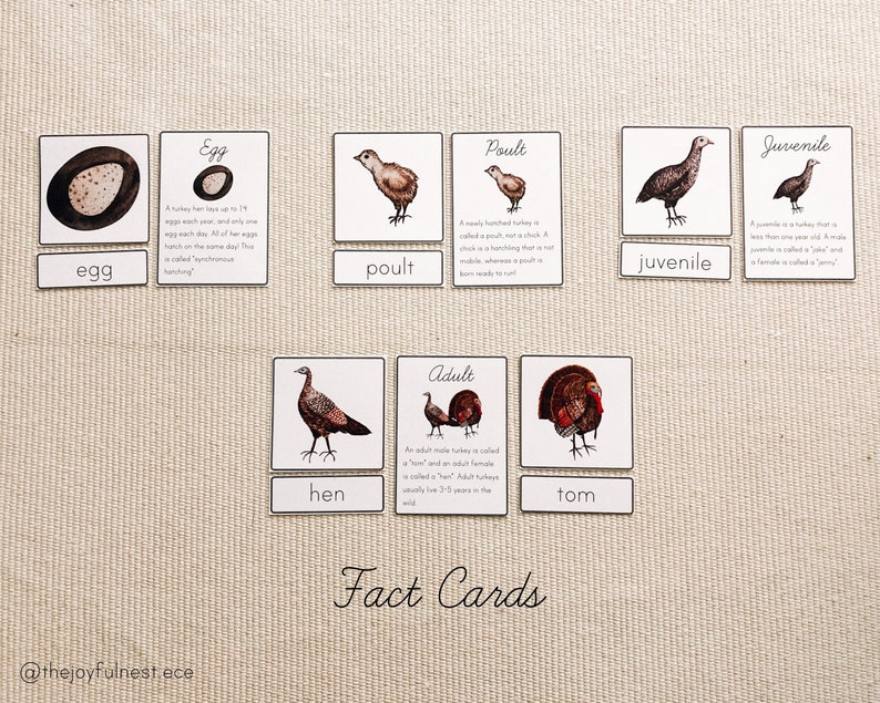 Life Cycle of a Turkey | Poster, Matching Actvitity, Montessori 3 Part ...
