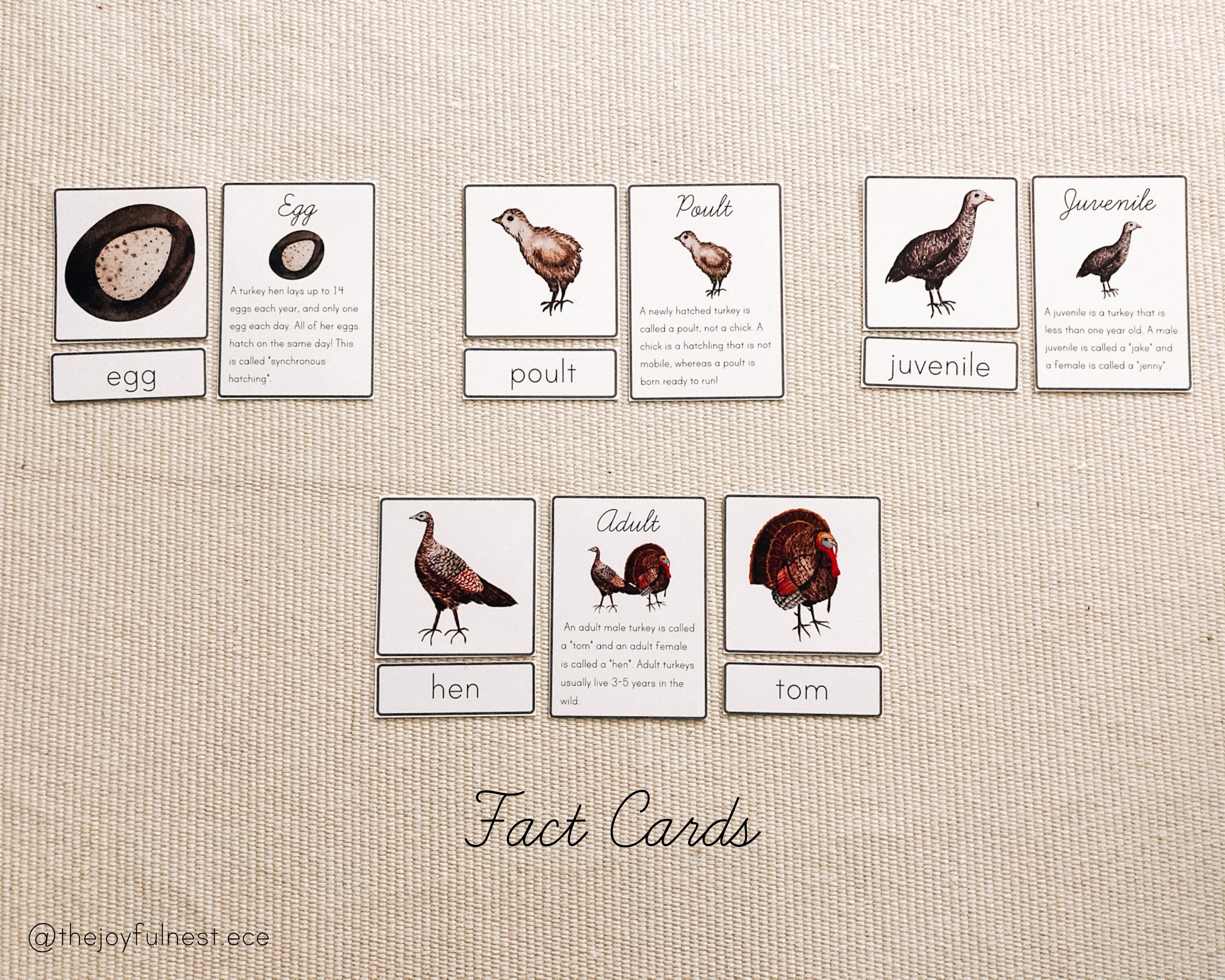 Life Cycle of a Turkey | Poster, Matching Actvitity, Montessori 3 Part ...