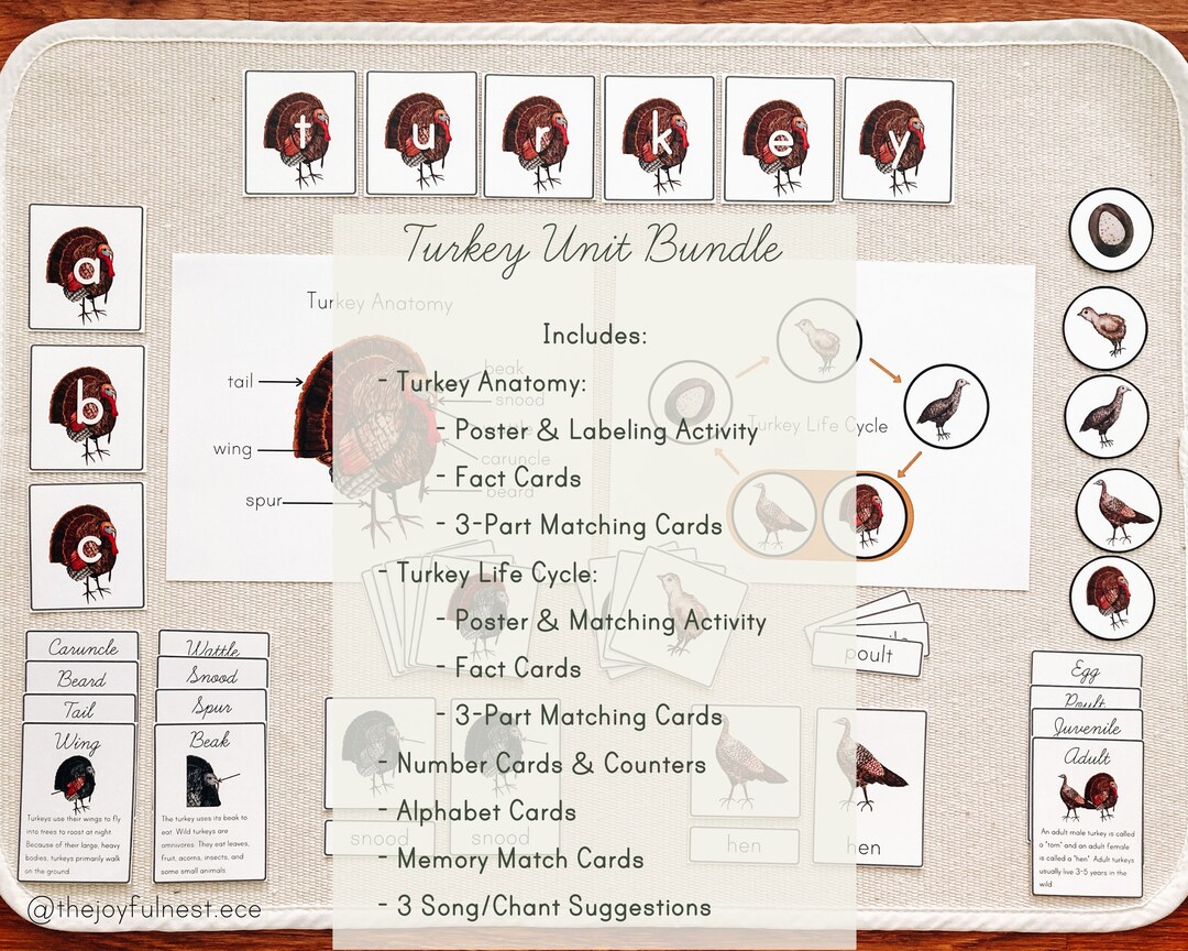 Turkey Unit Study Bundle: Anatomy, Life Cycle, Counting, Alphabet Cards ...