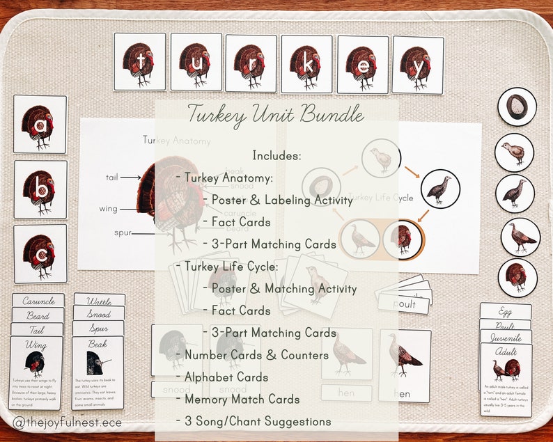Turkey Unit Study Bundle: Anatomy, Life Cycle, Counting, Alphabet Cards ...