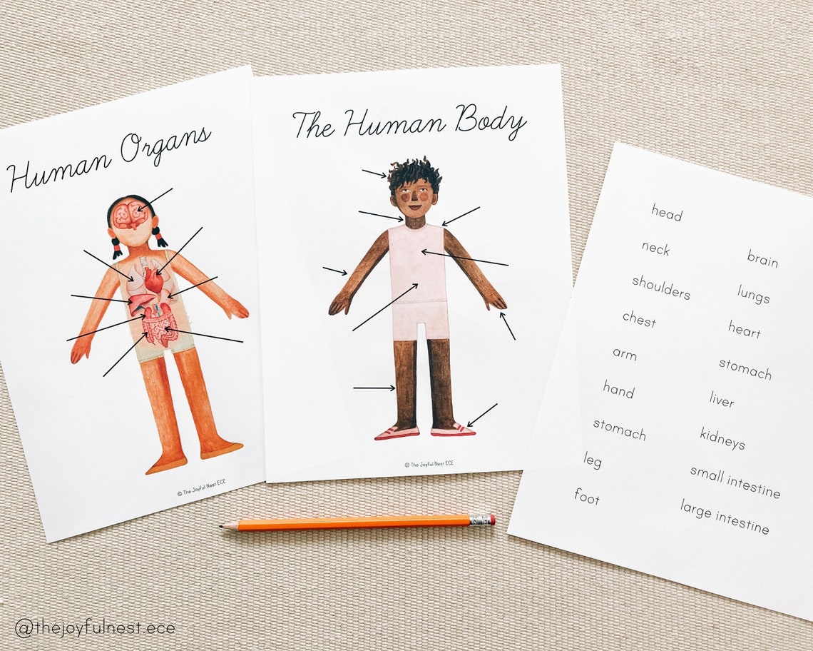 Human Anatomy & Organs Montessori 3 Part Cards and Labeling - Etsy
